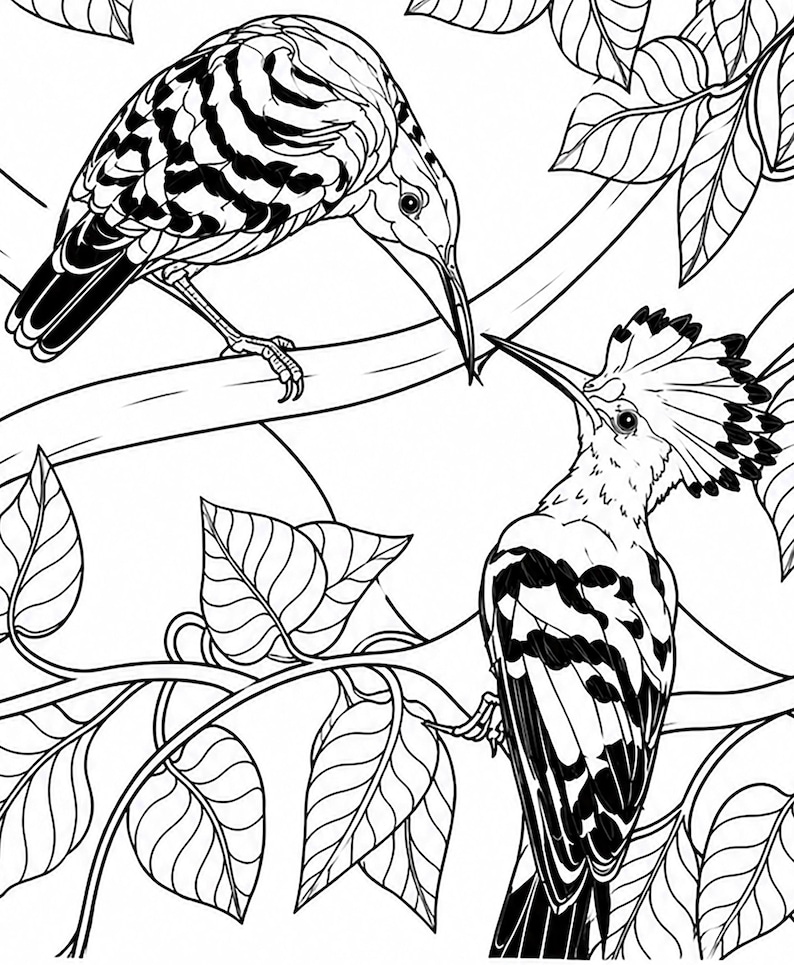 Hand Drawn Eurasian Hoopoe Bird Educational Coloring Poster- Wildlife ...