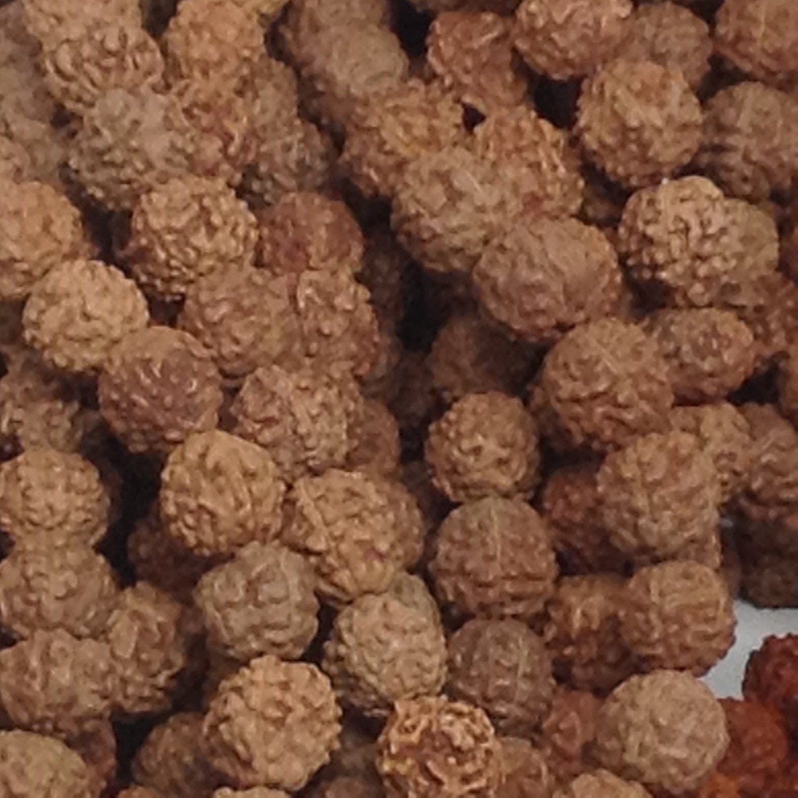 9mm Natural Rudraksha rudraksh Shivas Tears Natural Seed - Etsy