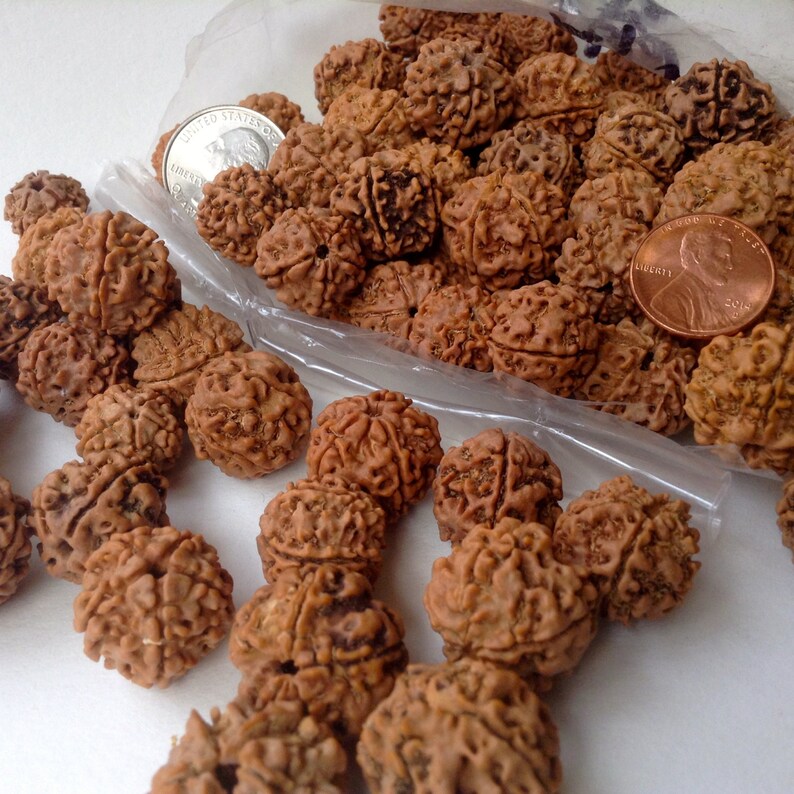 Rudraksha 5 Mukhi 5 Face Large 13mm to 20mm 100 Seed Beads - Etsy UK