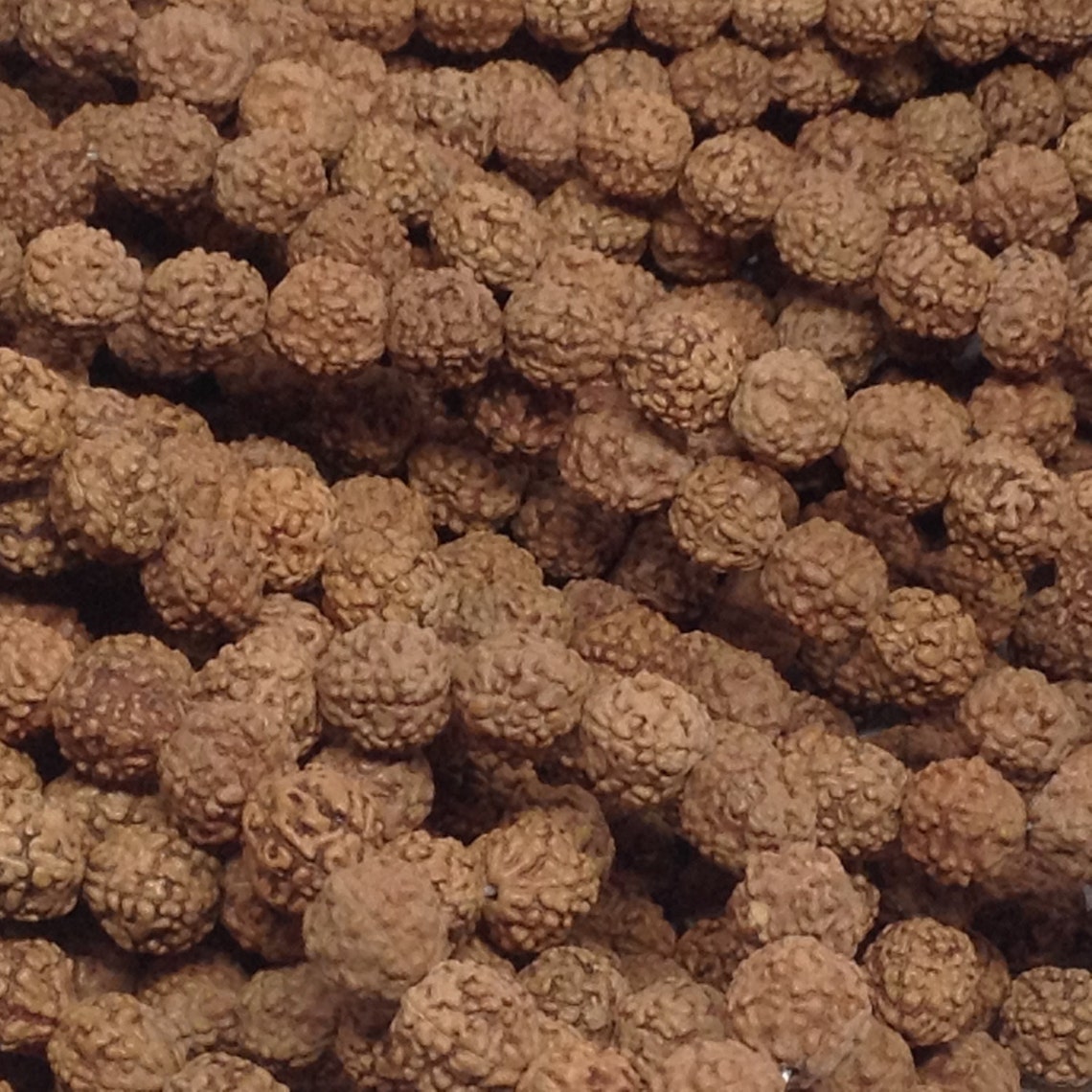9mm Natural Rudraksha rudraksh Shivas Tears Natural Seed - Etsy