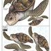Sea Turtle Family Wall Decals Tortoise Sea Life Wall - Etsy