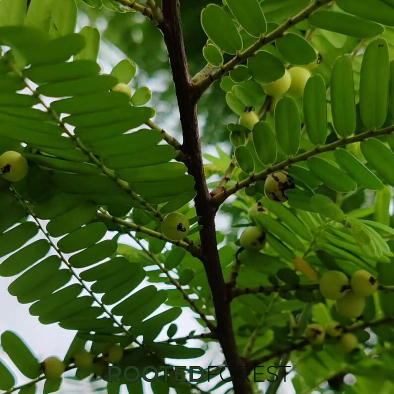 Amla Tree Seedlings (bare-root) — Indian Gooseberry Saplings ...