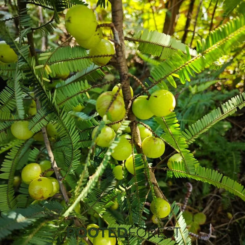 Amla Tree Seedlings (bare-root) — Indian Gooseberry Saplings ...