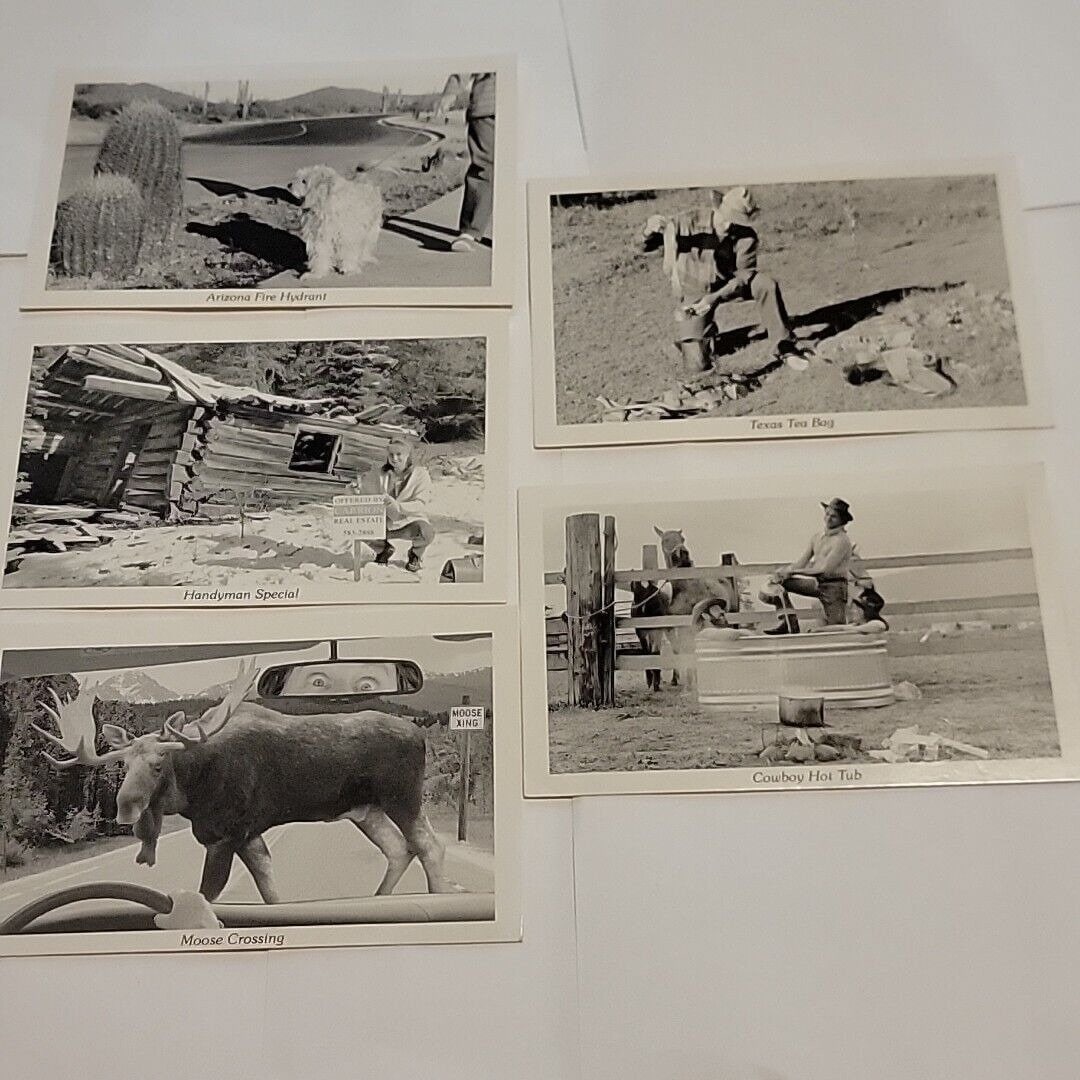 Vintage Funny Postcards Duckboy Cards Paul Stanton Texas Tea Bag ...