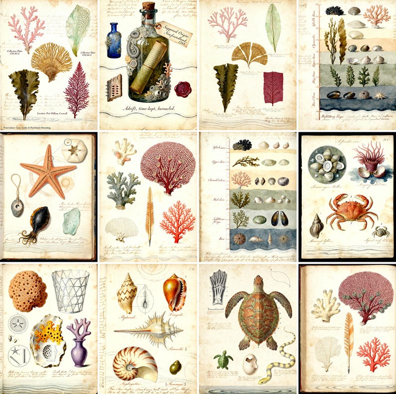 Sea Life Junk Journal Pages, Vintage Nautical Seashell Ephemera ...