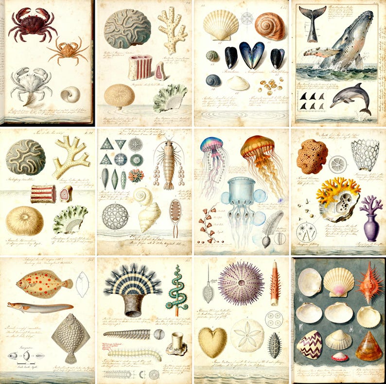 Sea Life Junk Journal Pages, Vintage Nautical Seashell Ephemera ...