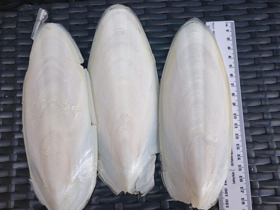 Large Cuttlefish Bones (17–20 Cm) – Natural Calcium for Pets & Crafts ...