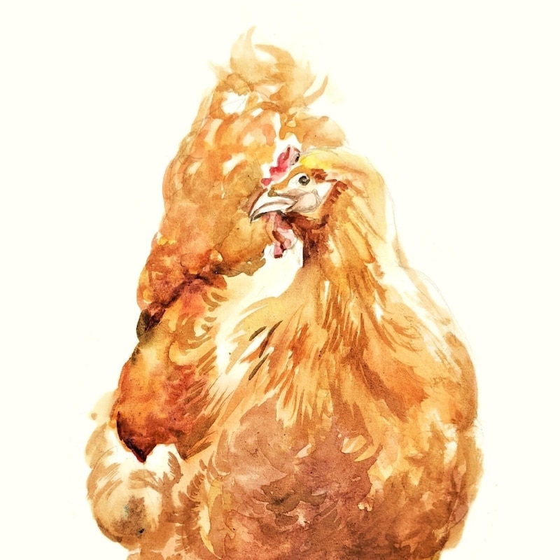 Chicken Watercolor - Etsy
