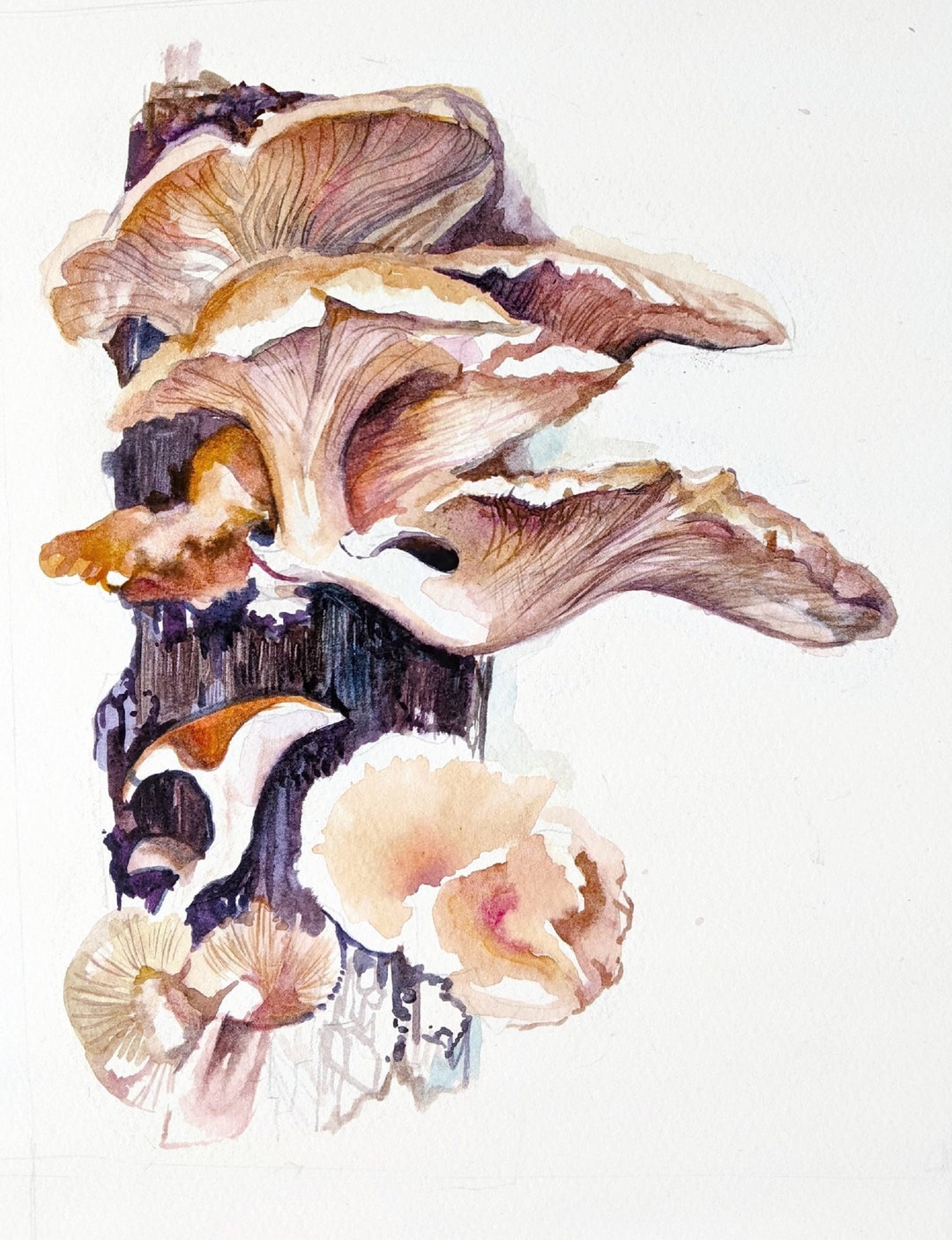 Fungi Painting Original Watercolor Branching Oyster - Etsy