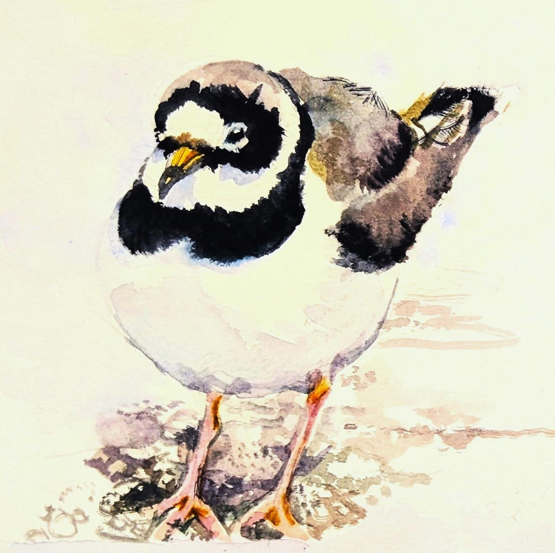 Ring Necked Plover Bird Painting Original Watercolor - Etsy