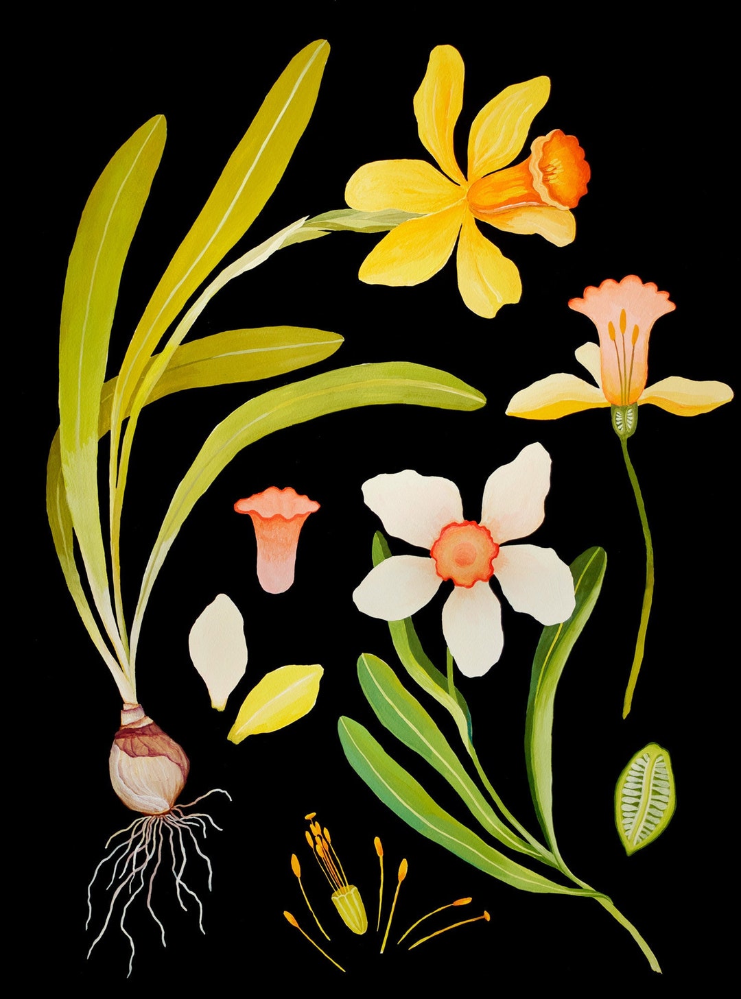 Daffodils Botanical Chart - Giclee Print - Etsy