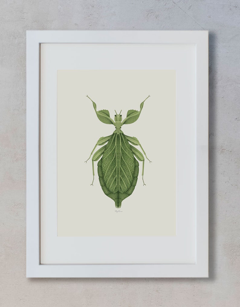 Leaf Bug: Handpainted Watercolor Ilustration. Botanical - Etsy