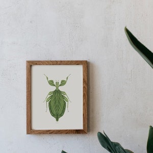 Leaf Bug: Handpainted Watercolor Ilustration. Botanical Drawings of ...