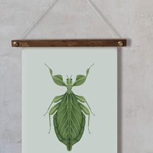 Leaf Bug: Handpainted Watercolor Ilustration. Botanical Drawings of ...