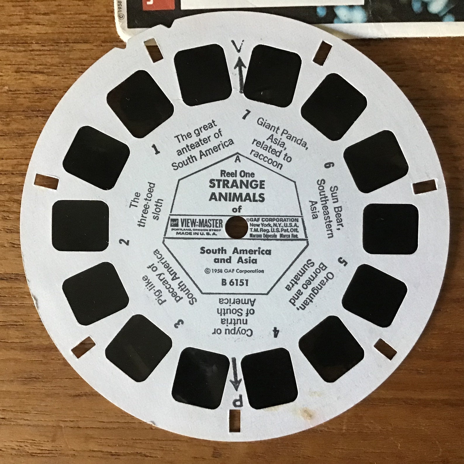 View-master Reels Strange Animals of the World Original Sleeve - Etsy