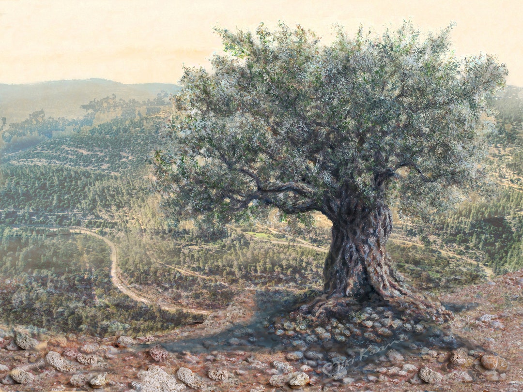 Our Tree, an Olive Tree in the Mountains of Jerusalem, the National ...