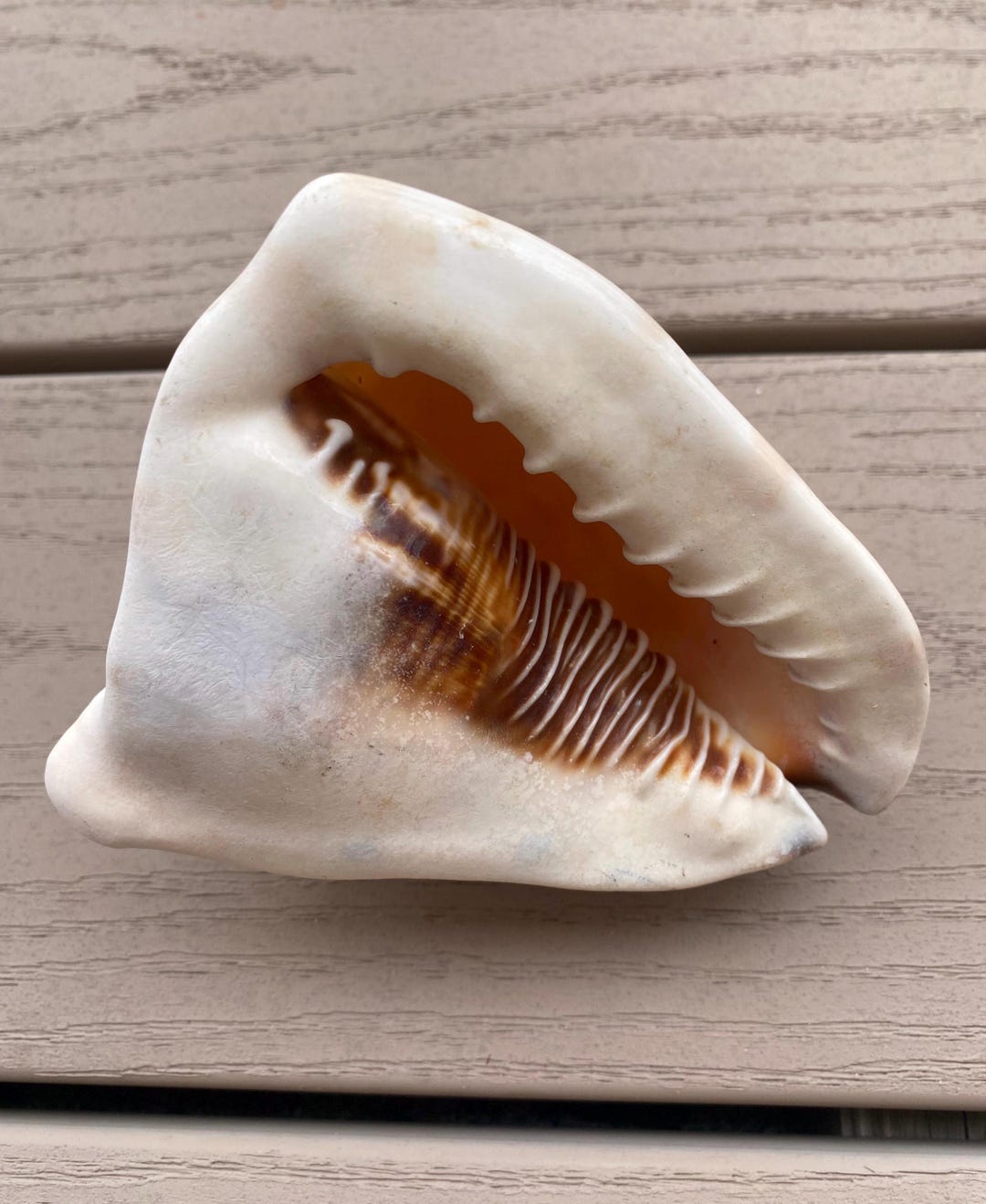 King Helmet Conch Shell (4.75in) - Etsy Australia