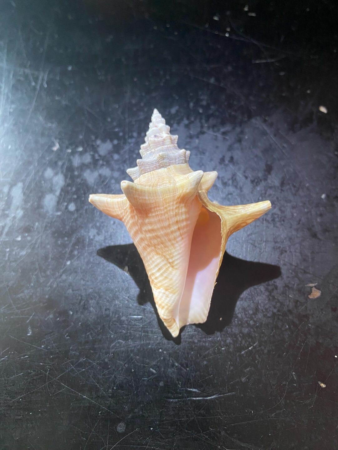 Juvenile Queen Conch Shell (2.75in) - Etsy