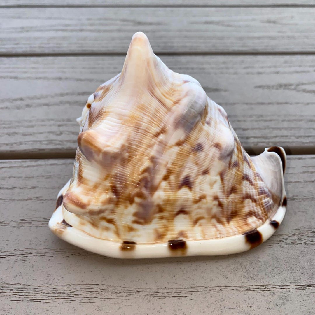 King Helmet Conch Shell (4.75in) - Etsy