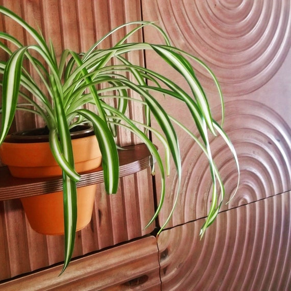 Sea Shell Plant Hanger