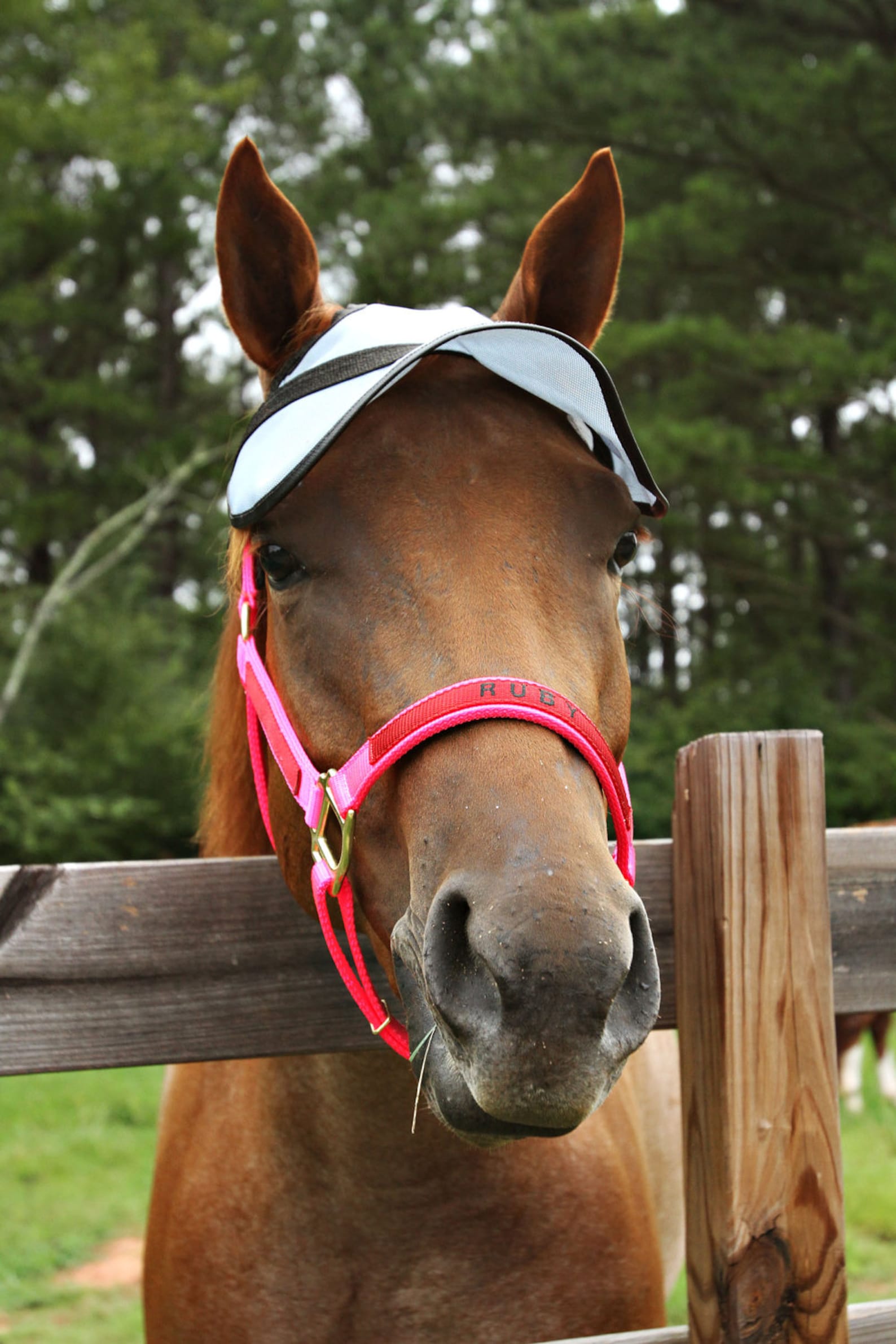 Horse Sun Visor Trail Riding Gear Great for Groups or Clubs. Very Cute ...
