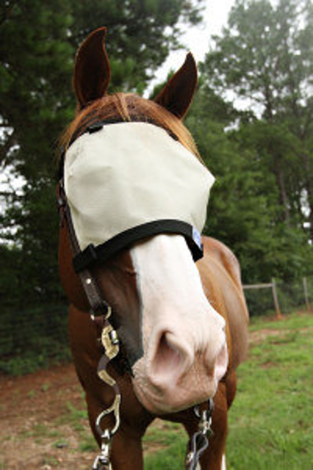 Attach to Bridle Eye Protection Shade - Etsy