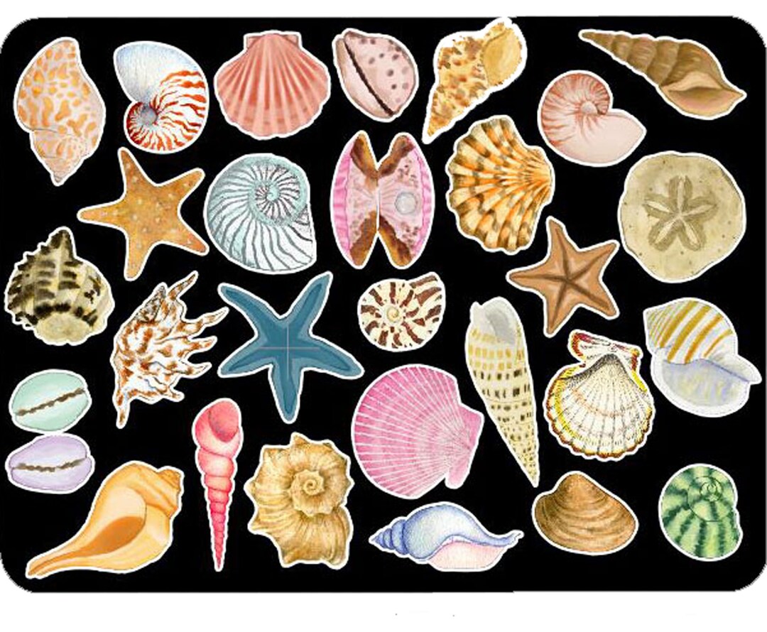 Sea Shells, Handmade . Easy Peel Sticker Sheet - Etsy