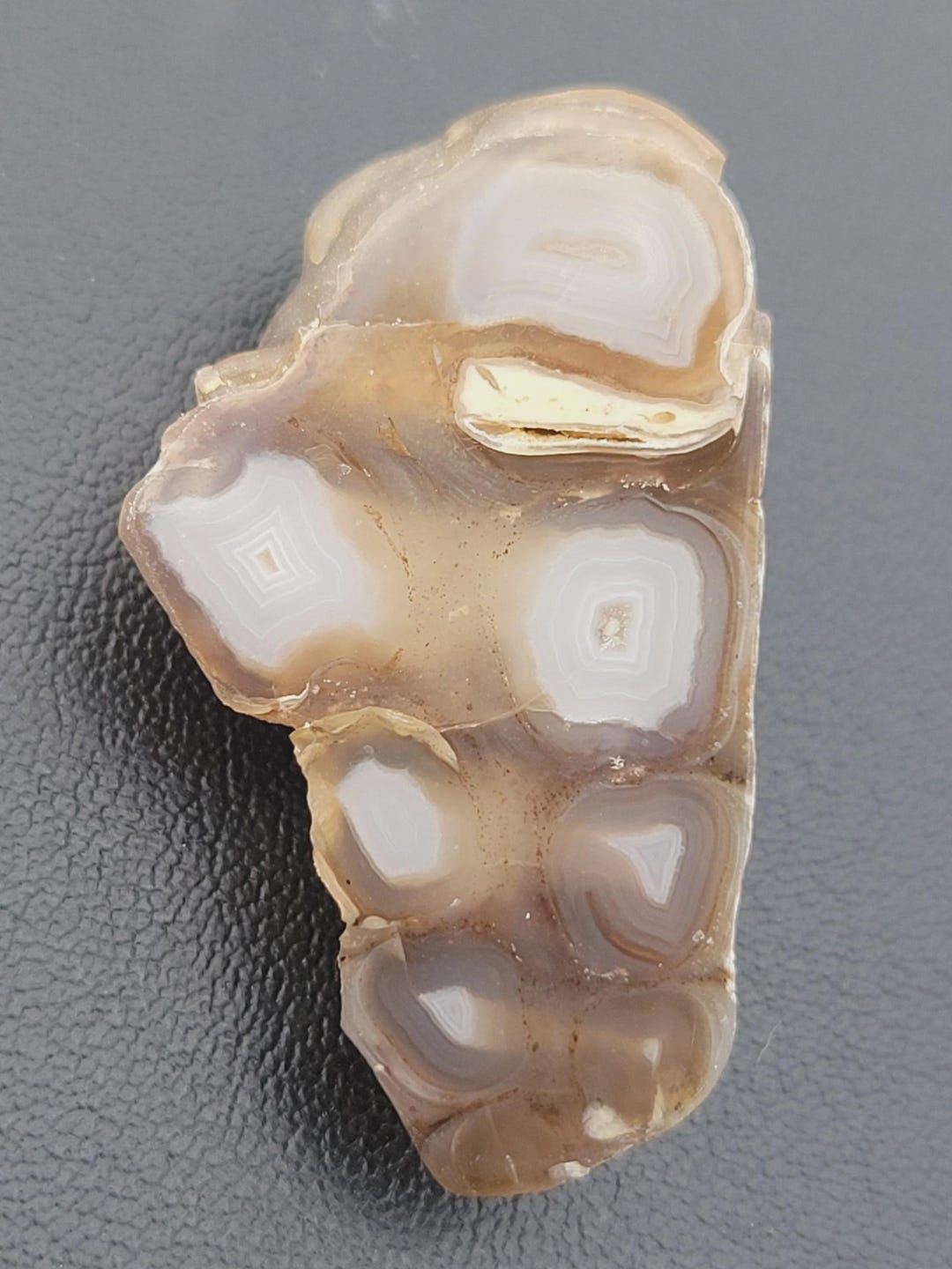 37mm Agatized Gastropod (snail) Half Shell - Etsy