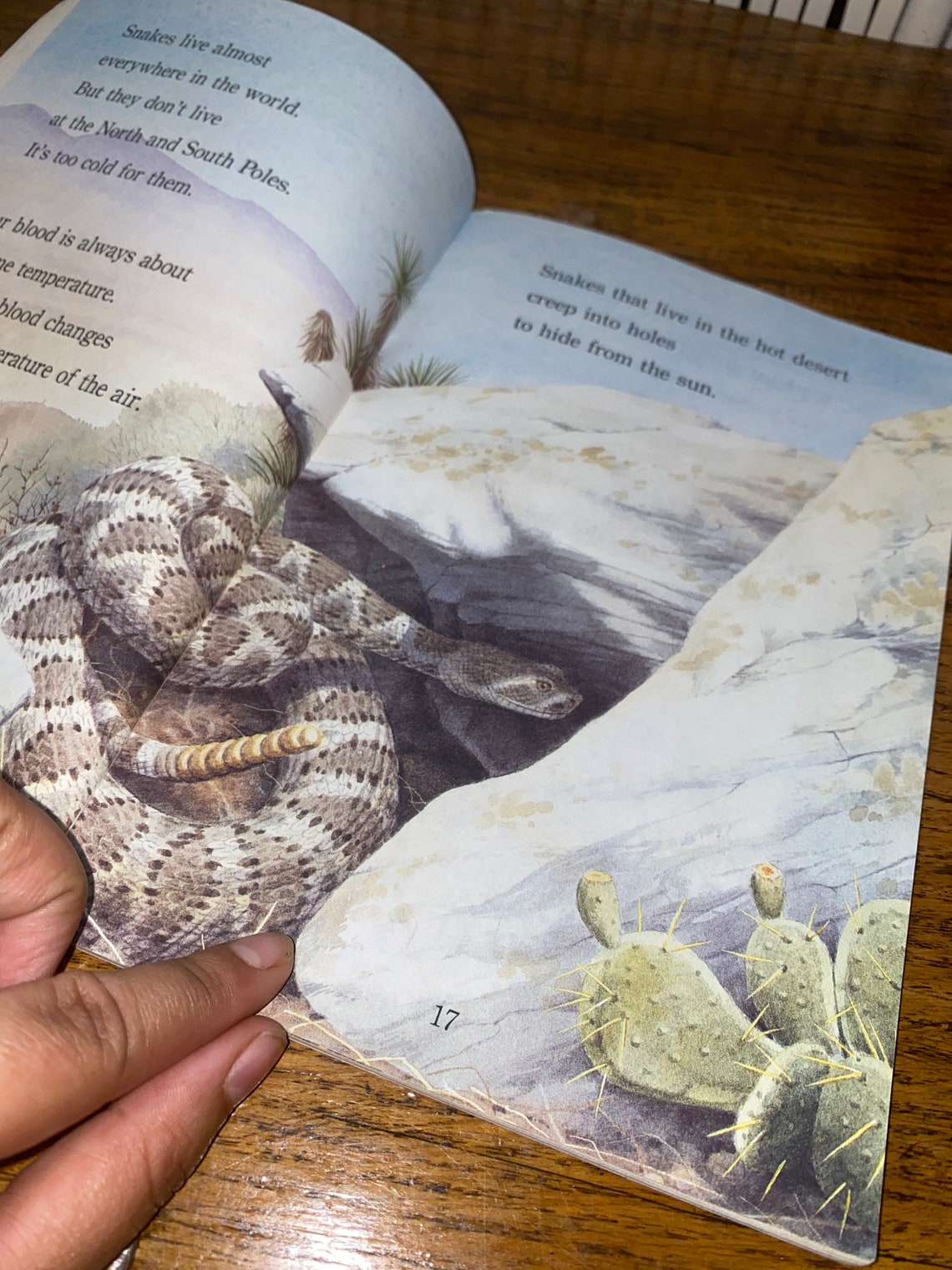 VINTAGE SNAKE CHILDREN Book, vintage picture snake book, snake vintage ...