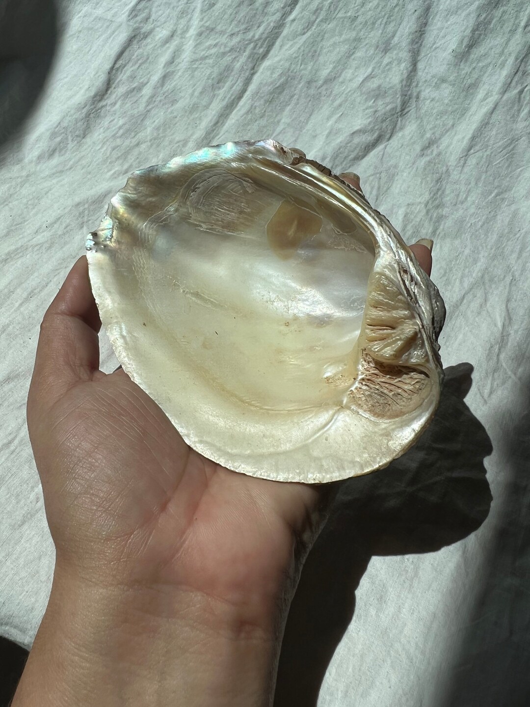 VGT ABALONE Shell,old Abalone Shell,abalone Oyster,vintage Abalone ...