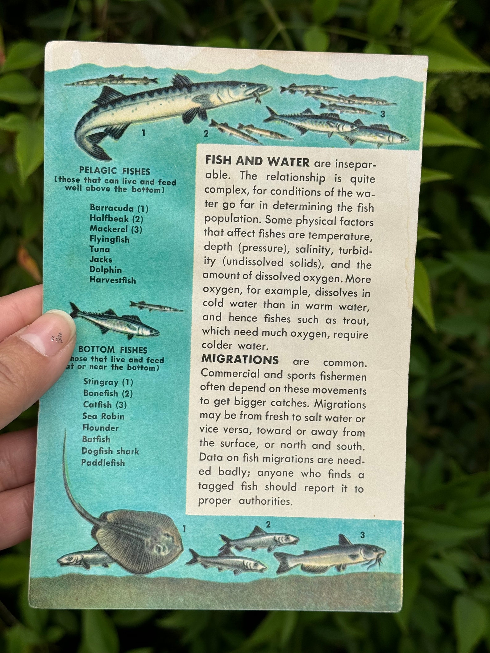 VGT FISH Illustration,vintage Sea Fish Paper Ephemera,vintage Stingaree ...
