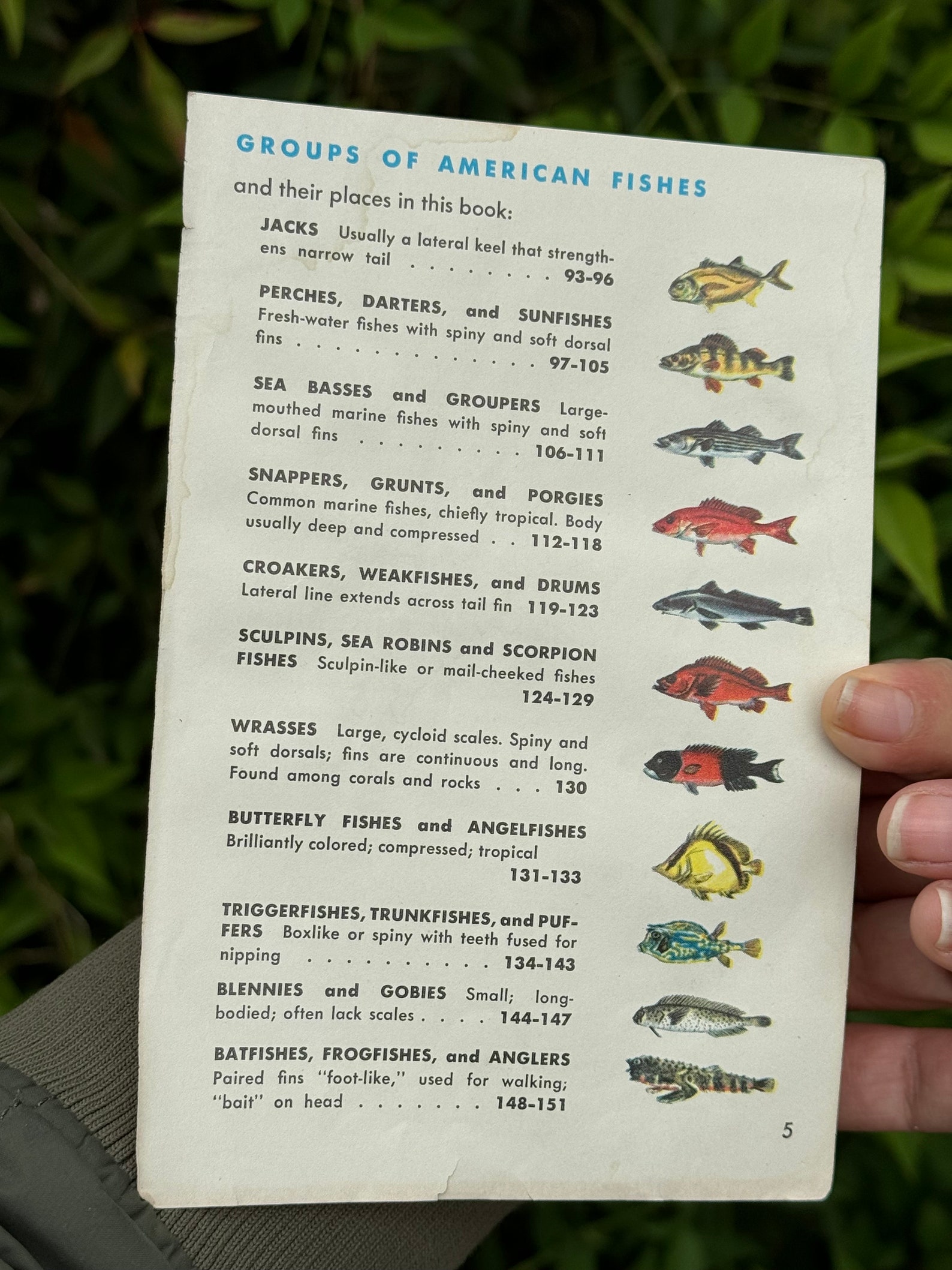 VGT FISH Illustration,vintage Sea Fish Paper Ephemera,vintage Stingaree ...