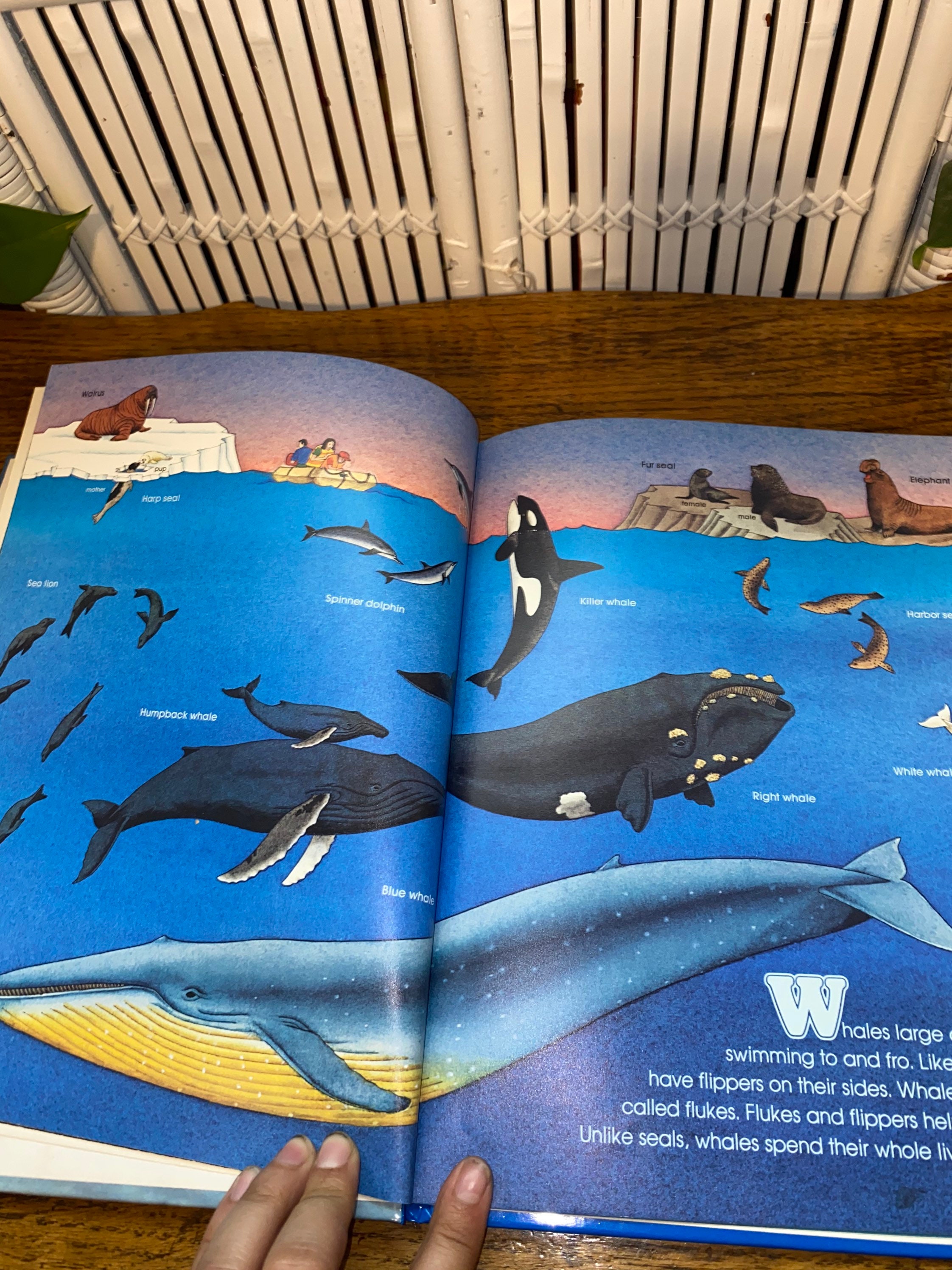 VGT Children SEAL WHALE Book,vintage Whale Picture Book,vintage Seal ...