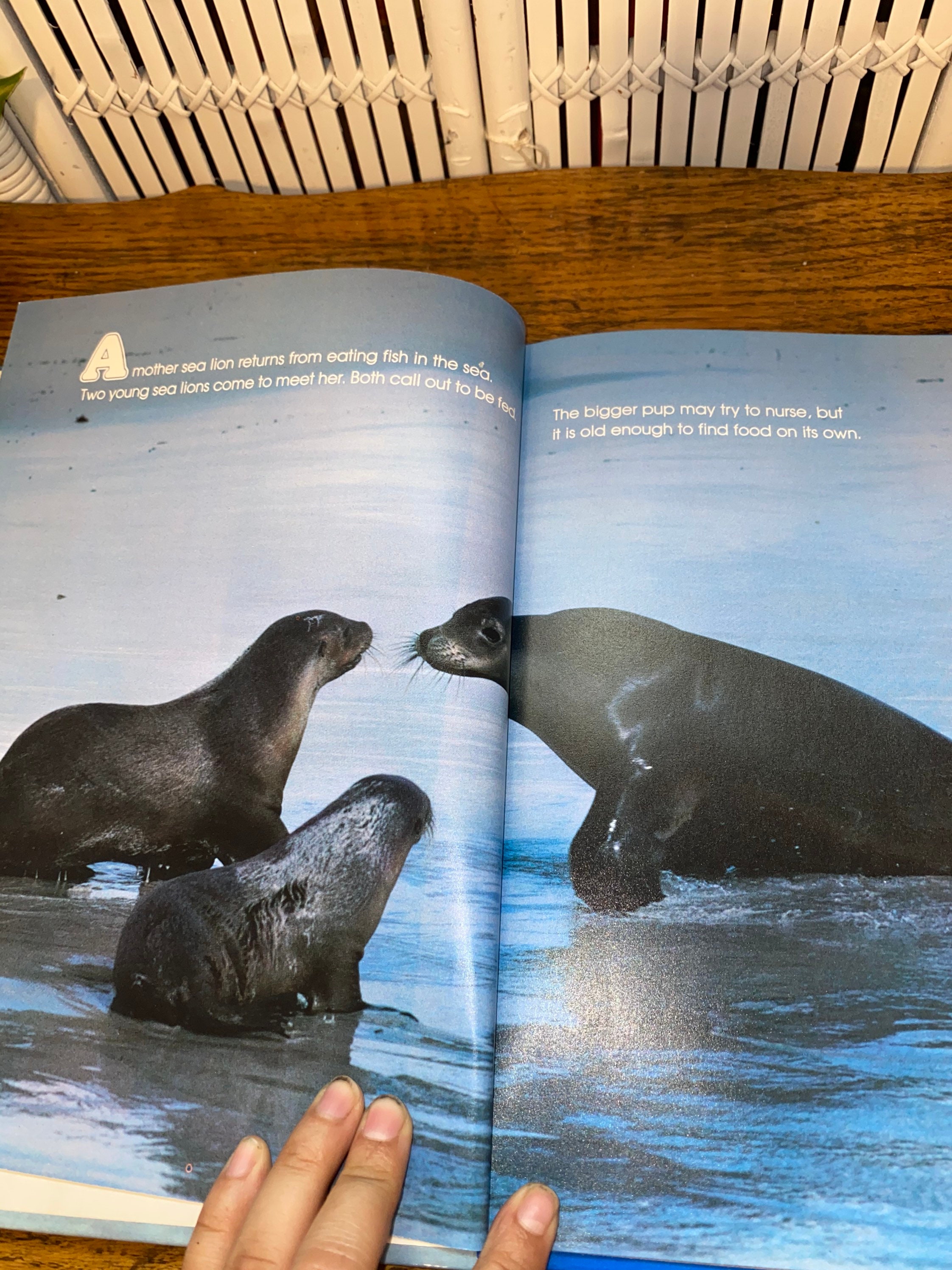 VGT Children SEAL WHALE Book,vintage Whale Picture Book,vintage Seal ...