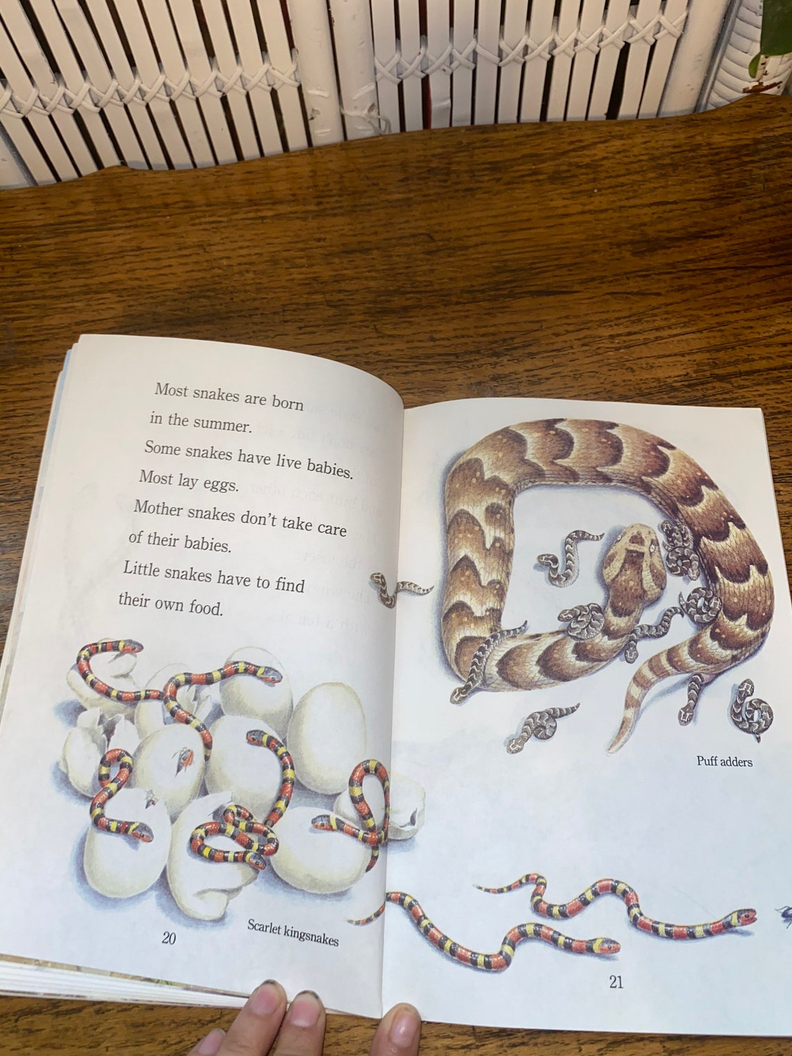 VINTAGE SNAKE CHILDREN Book vintage picture snake book snake - Etsy España