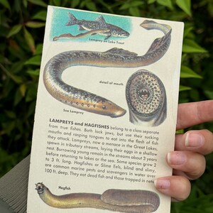 VGT FISH Illustration,vintage Sea Fish Paper Ephemera,vintage Stingaree ...