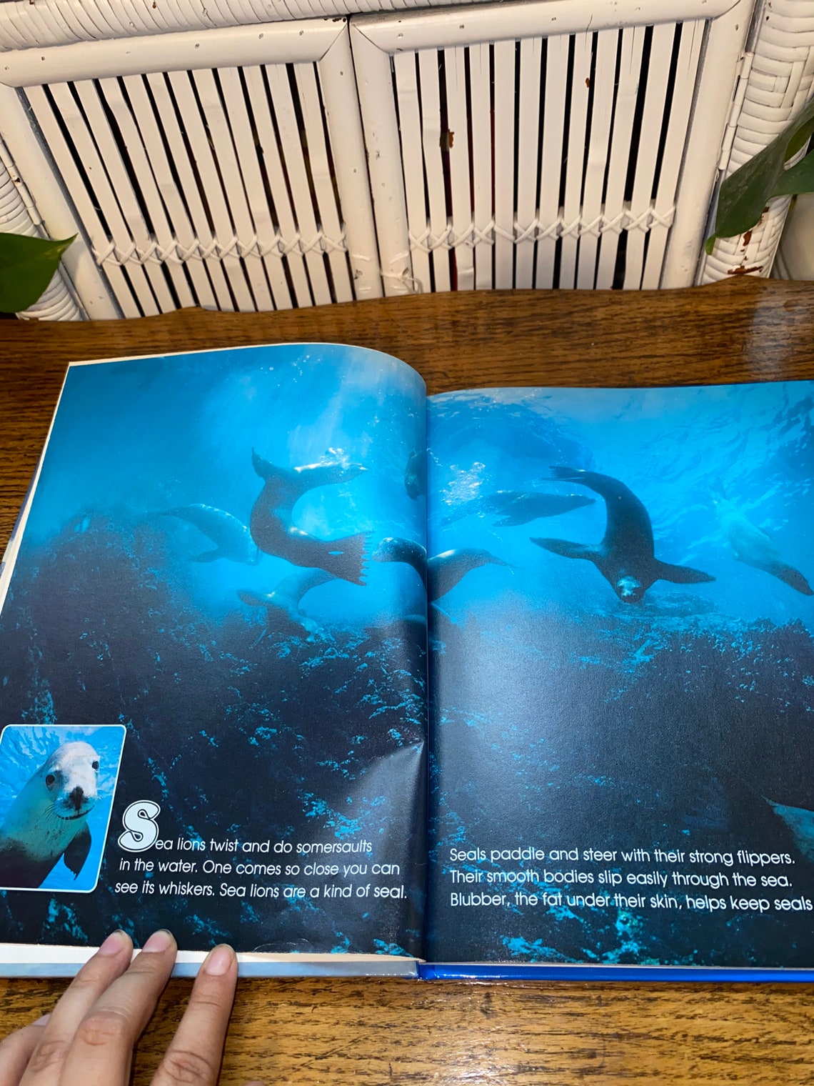 VGT Children SEAL WHALE Book,vintage Whale Picture Book,vintage Seal ...