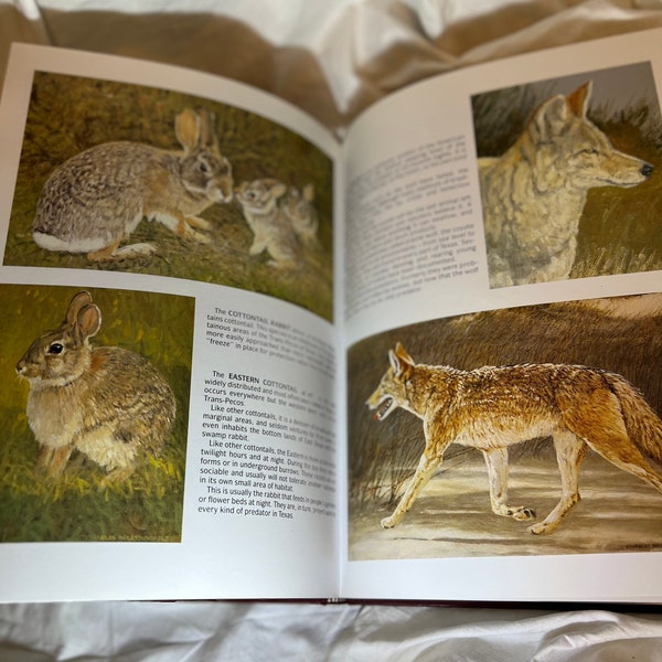 Texas Wildlife Art - Etsy