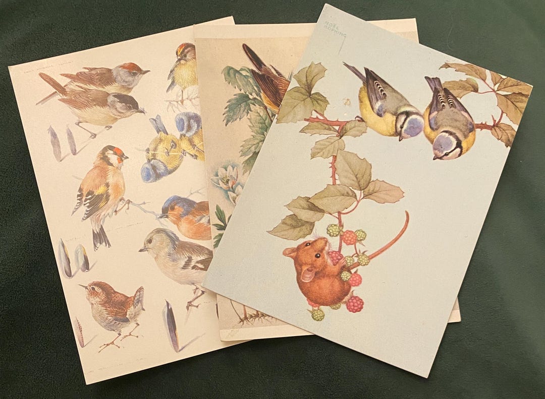 Three Postcard Prints of Wild Birds Including a Blackcap, Goldcrest ...