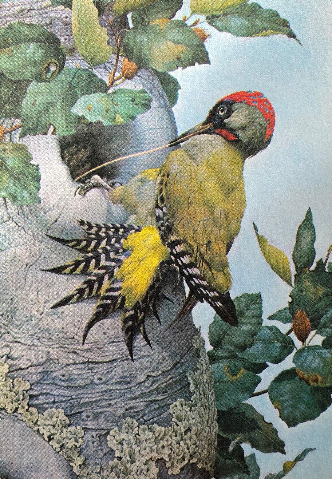 Illustrator Kenneth Lilly, British Artist Postcard, Green Woodpecker Mirror // Medici Vintage ...
