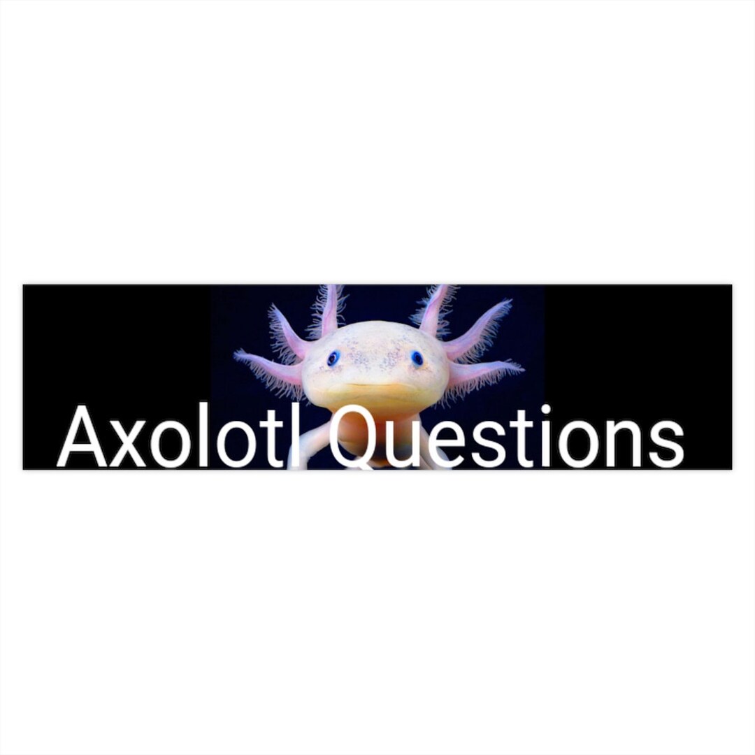 Axolotl Bumper Sticker - Etsy