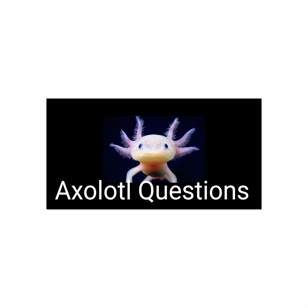 Axolotl Bumper Sticker - Etsy