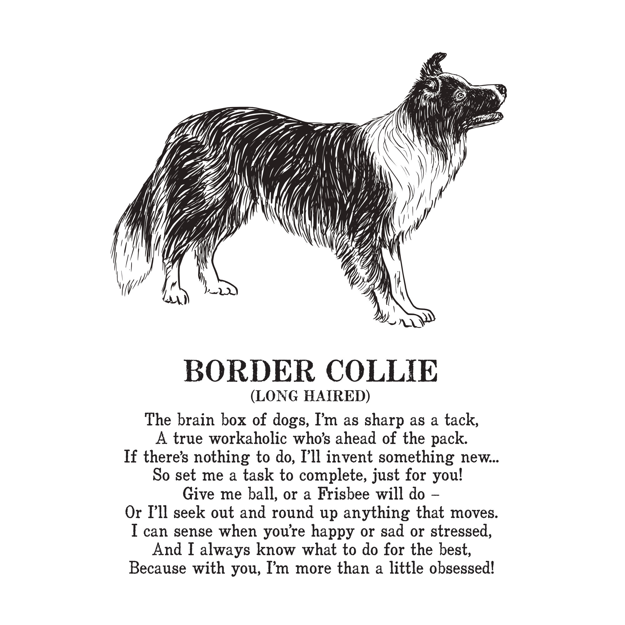 Border Collie Print: Long or Short Hair Personalised Illustrated Dog ...