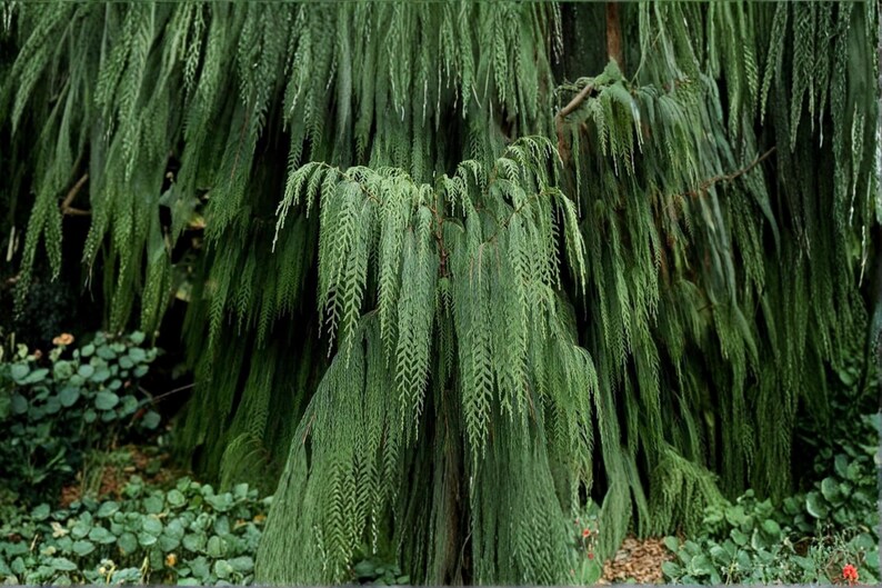 Kashmir Cypress Tree Seeds 30 Seeds – Weeping Evergreen Tree - Etsy