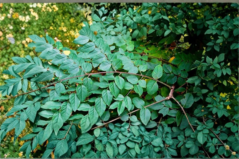 Kentucky Coffee Tree 10 Seeds for Planting – Gymnocladus Dioicus - Etsy