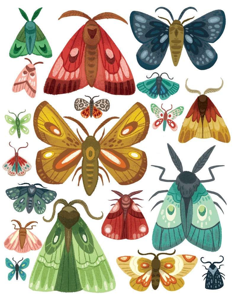 Moth Illustration Print 8 by 10 10by14 Fine Art Illustrated - Etsy