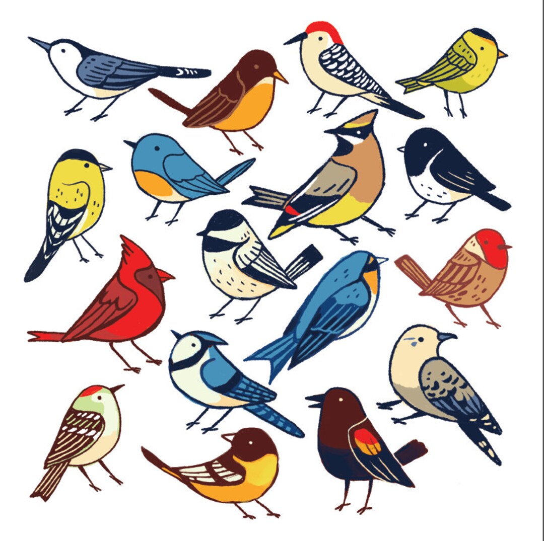 North American Birds Art Print, 8.5 by 8.5 Illustration, Birds ...