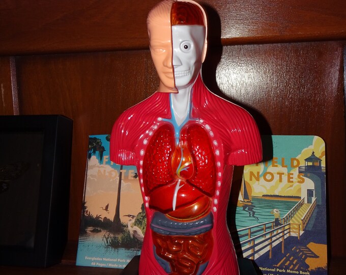 Human Guts Intestines and Stomach for 1:12 Scale Dioramas, Horror ...