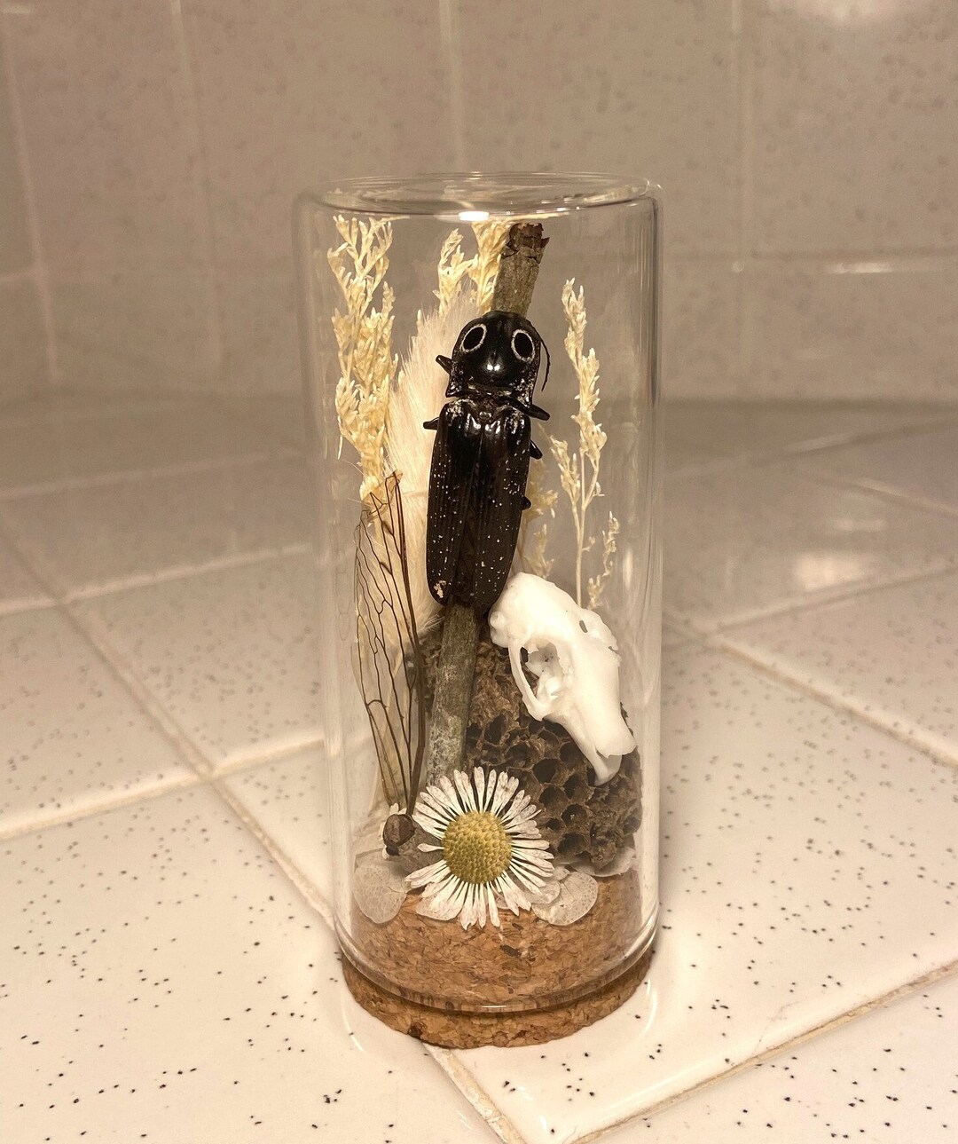 Eyed Elator Click Beetle & Rabbit Skull Replica Terrarium Specimens - Etsy