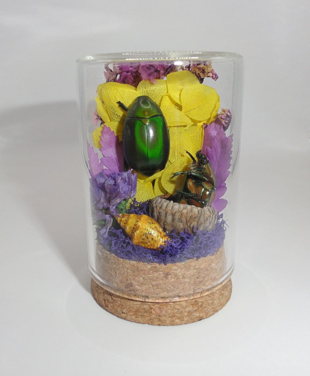 Green Chaffer Beetle & June Bug in Acorn Cap Throne Oddity Jar ...